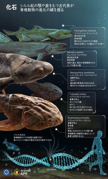 脊椎動物の進化の鍵を握るシルル紀の「顎をもつ魚」の化石が続々と発見される | カラパイア