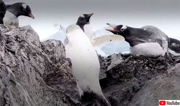珍しい白色のペンギンが南極基地で目撃される | カラパイア