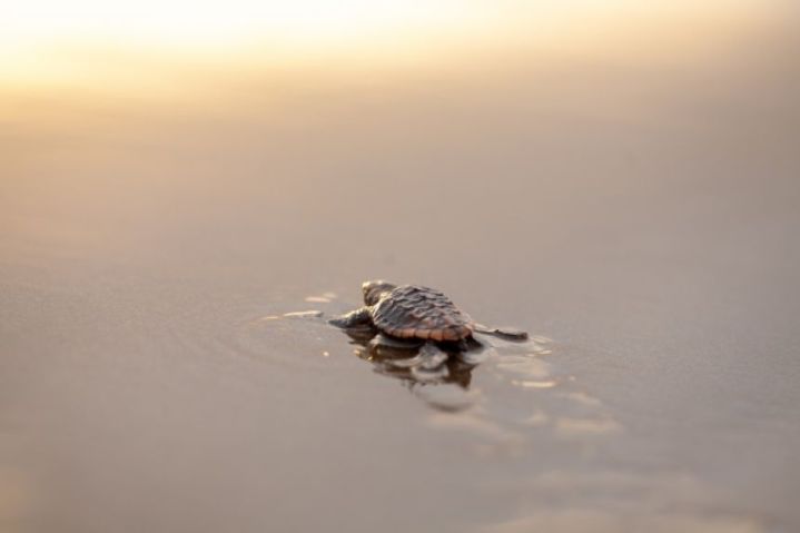 (画像1/5) うれしいニュース。長年の保護活動によりギリシャの海でアカウミガメが記録的な数に達する - カラパイア