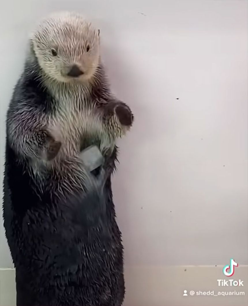 (画像6/6) ラッコがお気に入りの石をしまう秘密のポケットの仕組みとその知能に迫る！ - カラパイア